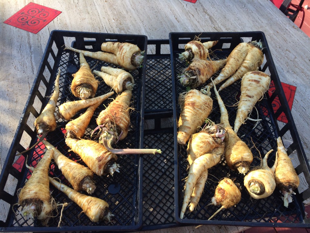 Roasted Parsnip Bread Pudding – Andrea's Garden Cooking
